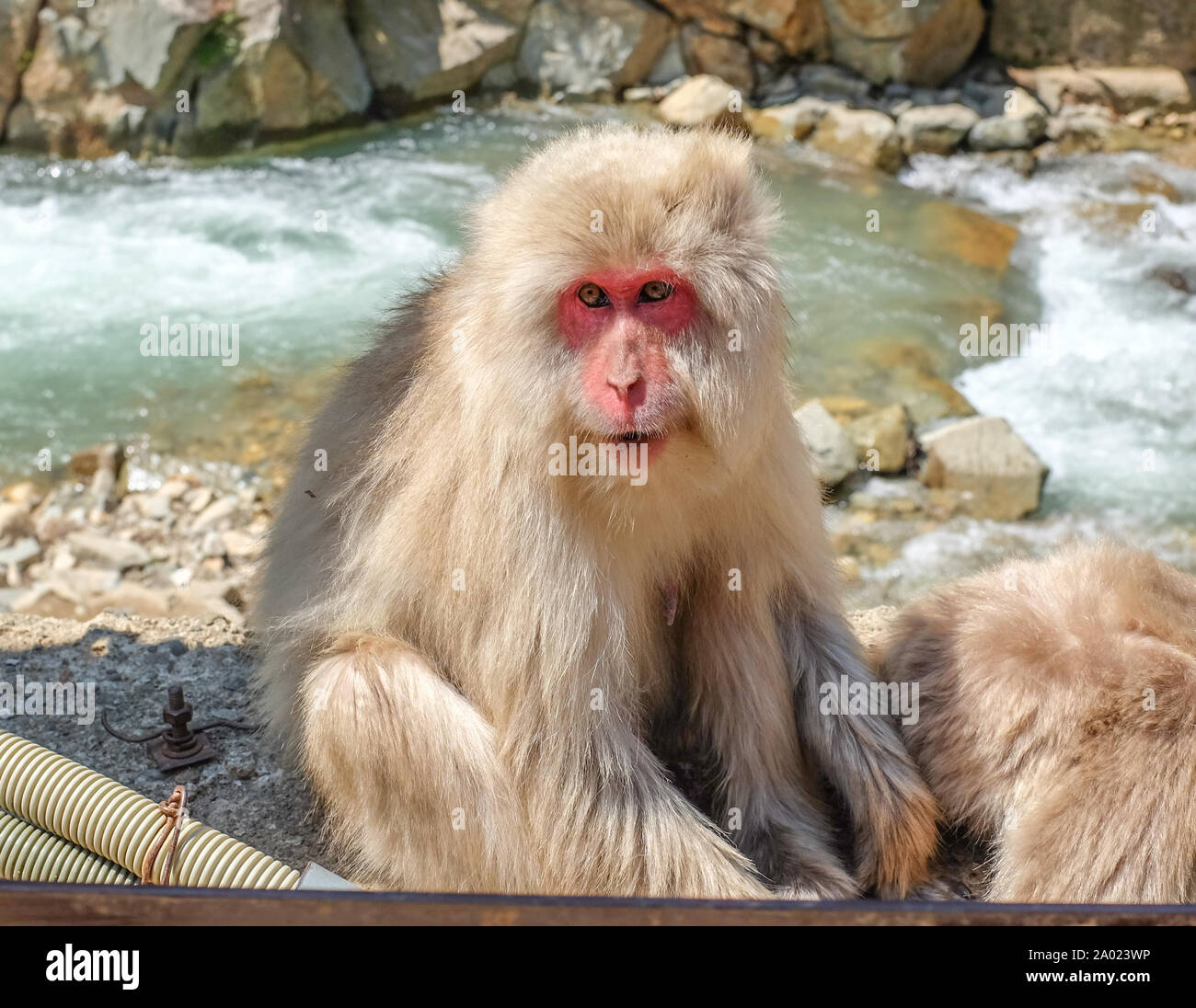 Jigokudani Monkey Park, Yamanouchi, Yudanaka, Shibu Onsen, Nagano ...