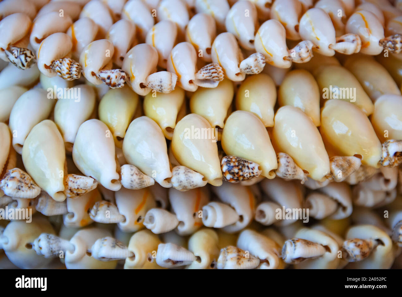 Kauri muscheln -Fotos und -Bildmaterial in hoher Auflösung – Alamy
