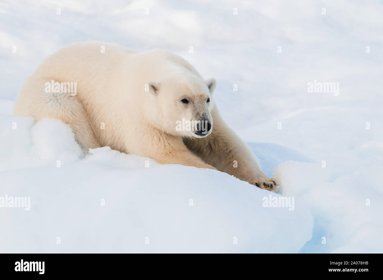 Große Eisbär auf dem Packeis in der Arktis, Barentsoya, Svalbard ...