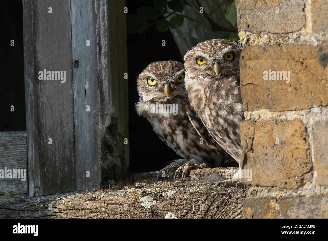 Haus der eulen -Fotos und -Bildmaterial in hoher Auflösung – Alamy