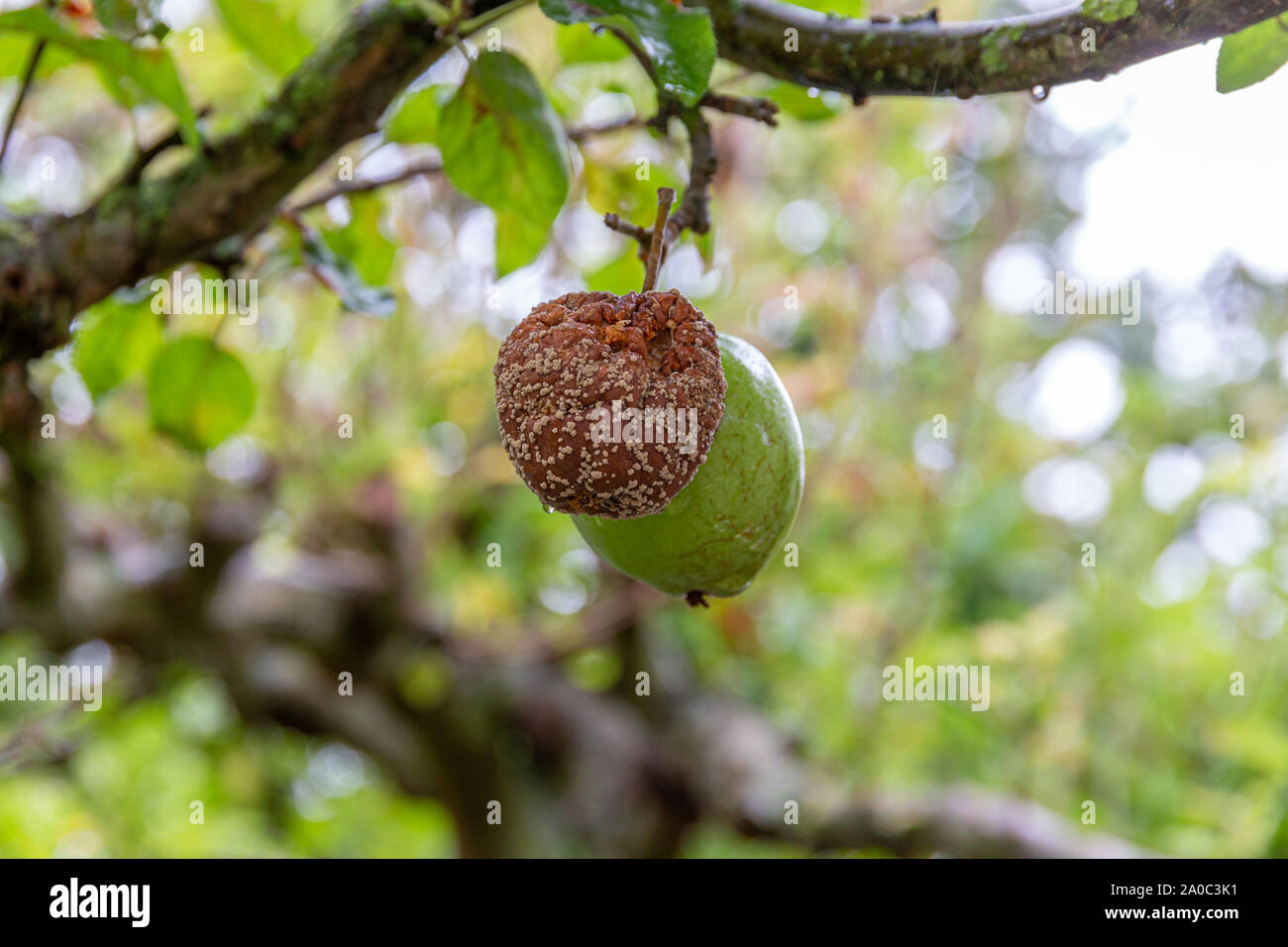 Fauler apfel am baum -Fotos und -Bildmaterial in hoher Auflösung – Alamy
