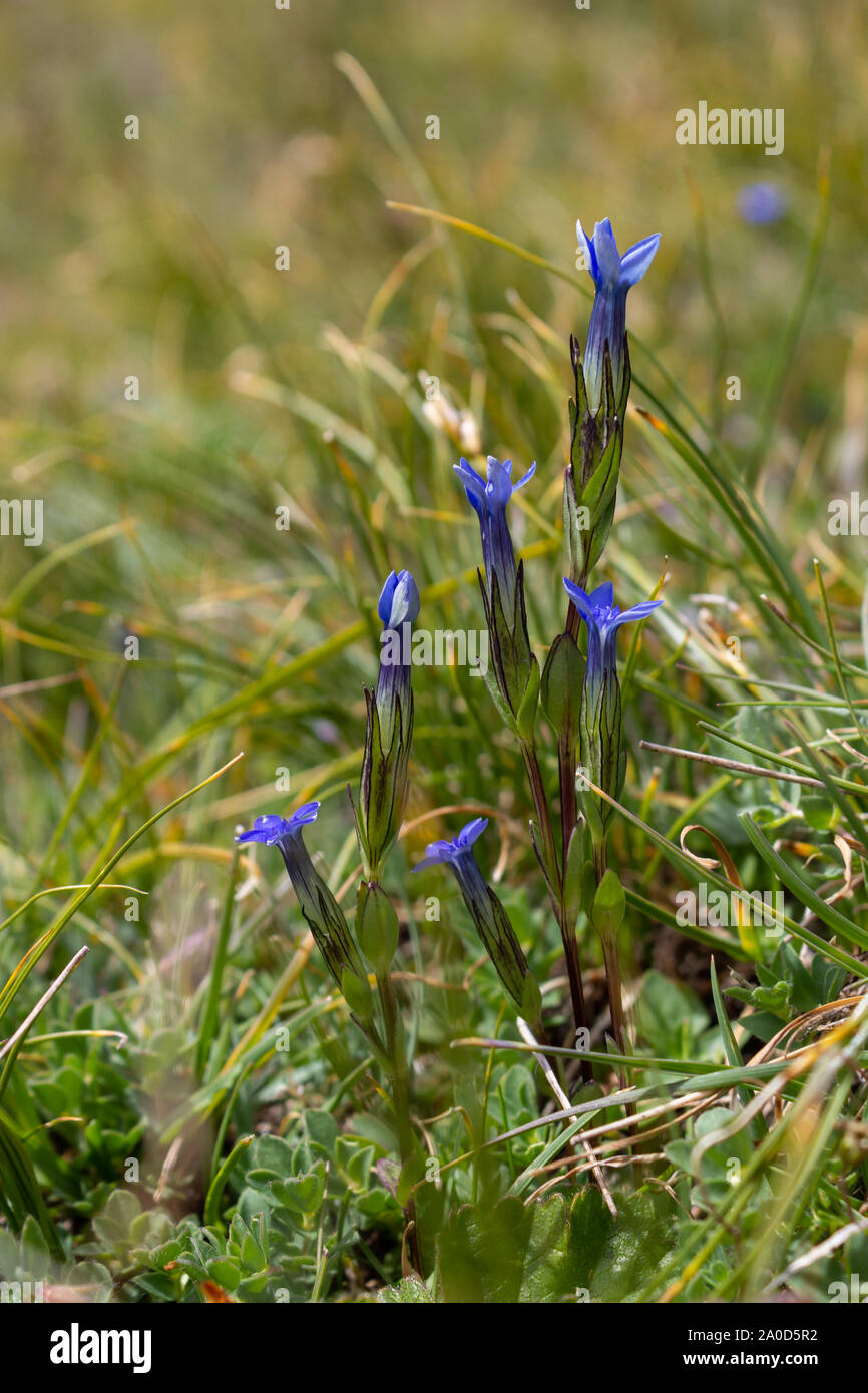 Alpen enzian -Fotos und -Bildmaterial in hoher Auflösung – Alamy