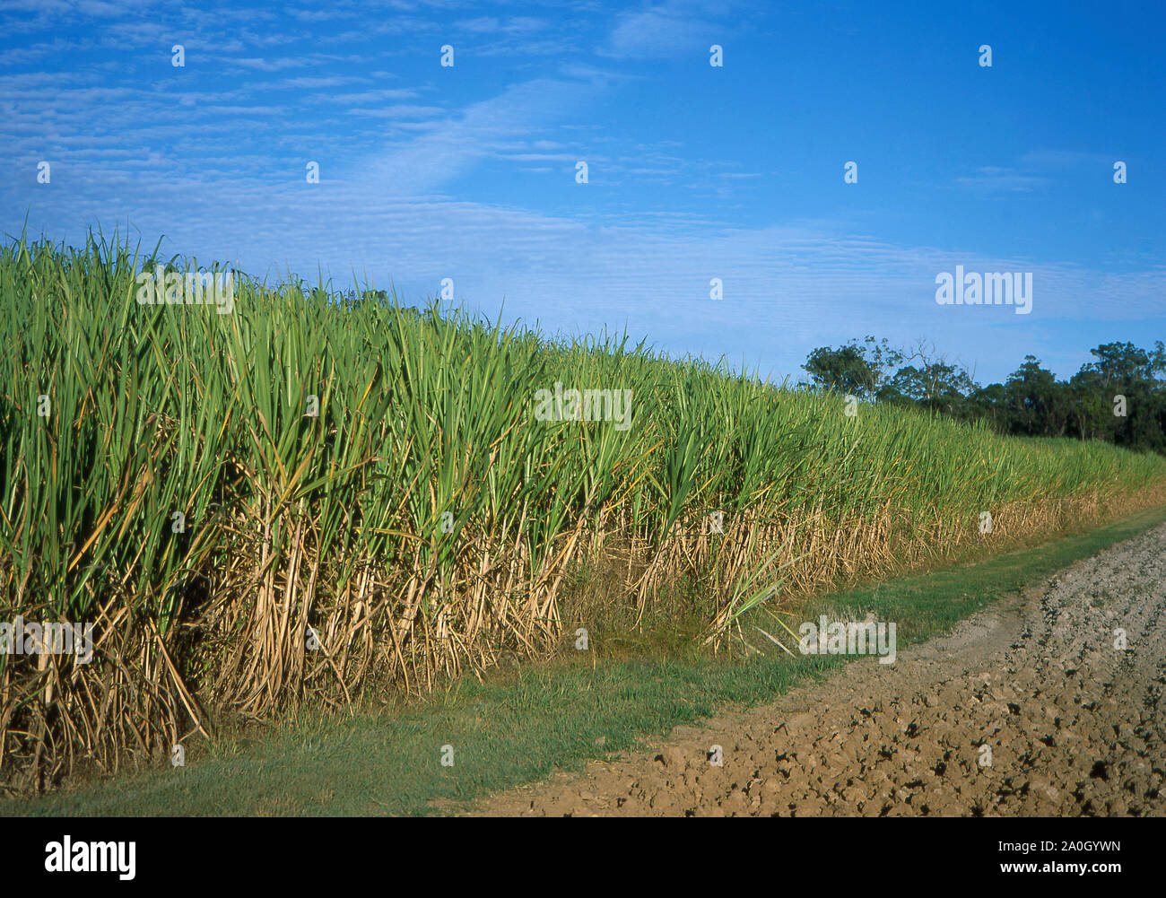 Sugar cane farming -Fotos und -Bildmaterial in hoher Auflösung – Alamy