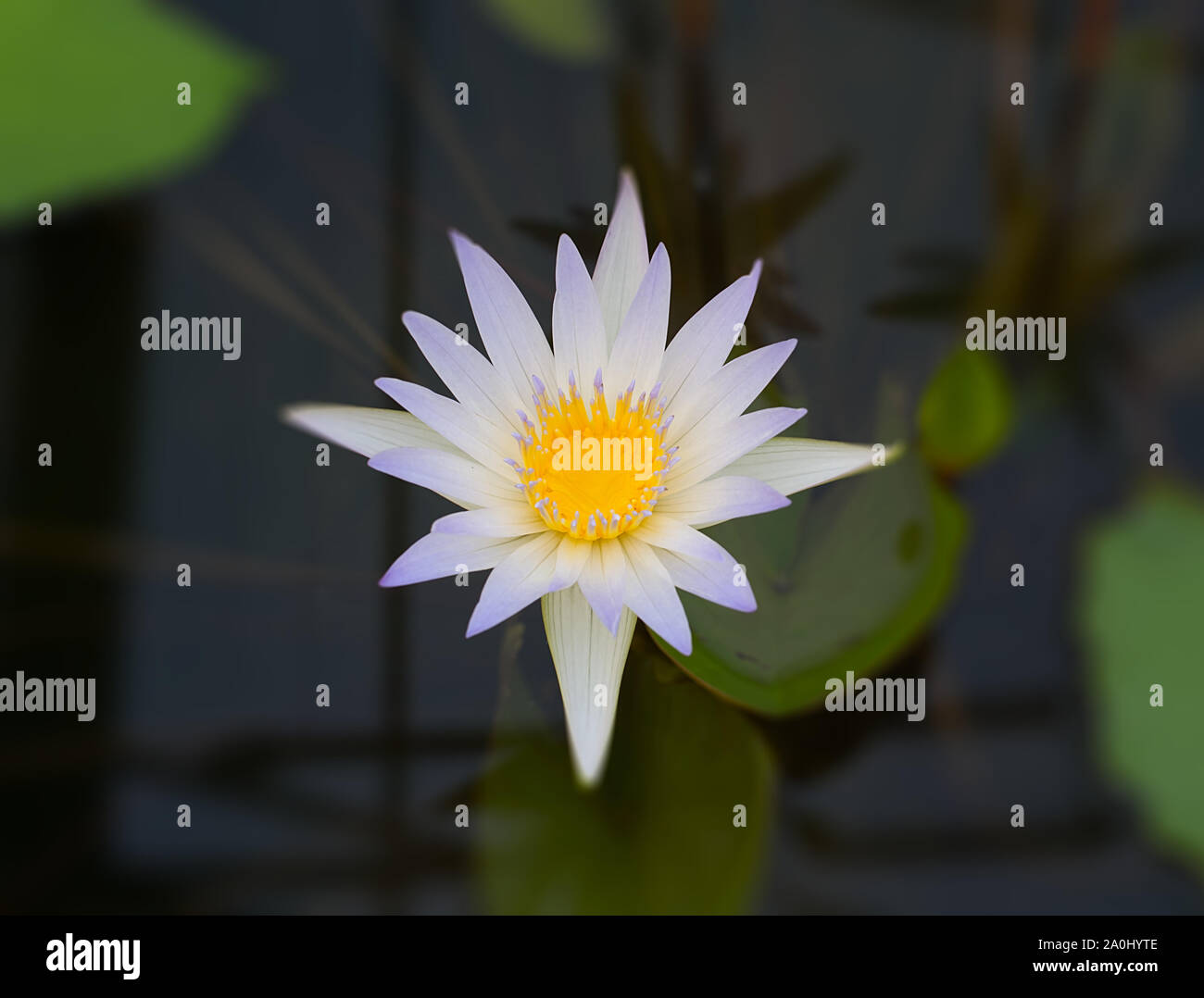 Tropische waterlily nymphaea colorata -Fotos und -Bildmaterial in hoher ...