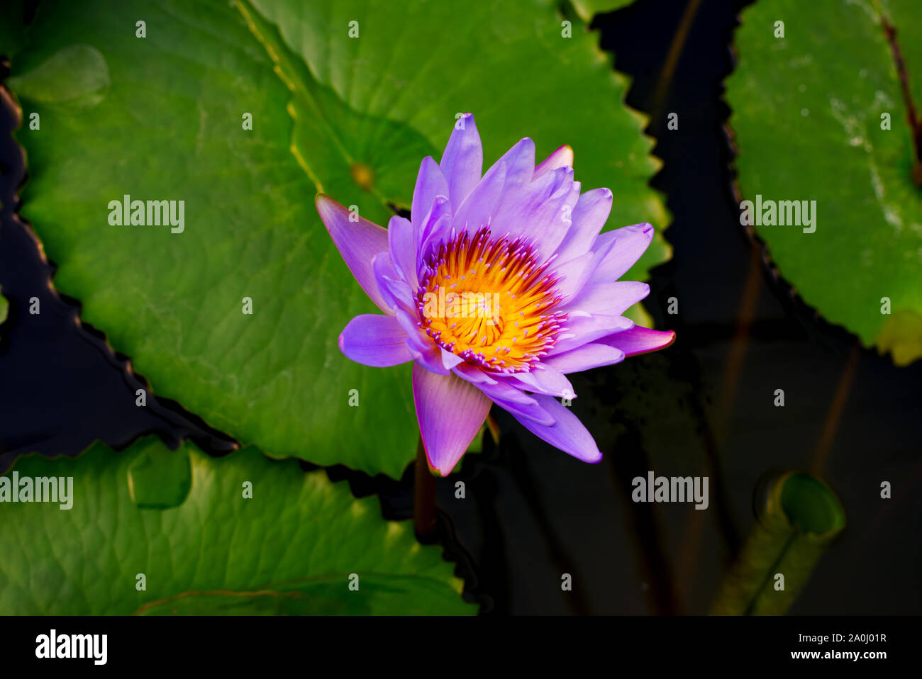 Doa symbol -Fotos und -Bildmaterial in hoher Auflösung – Alamy