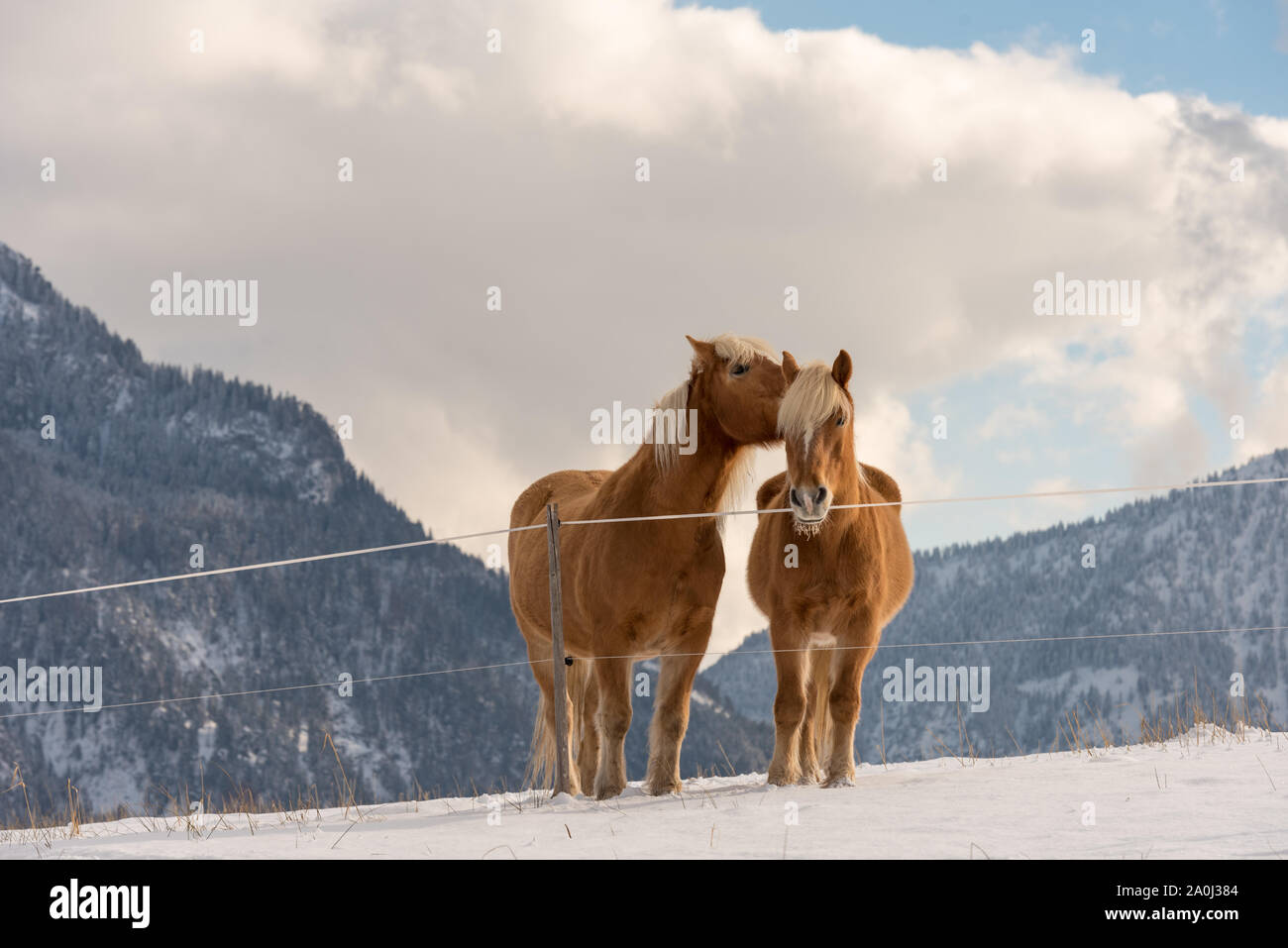 Islandpferde haflinger -Fotos und -Bildmaterial in hoher Auflösung – Alamy