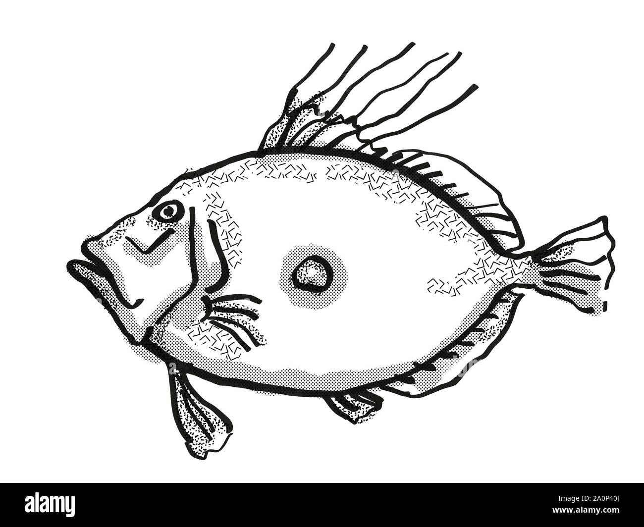 John dory fisch auf weißem hintergrund -Fotos und -Bildmaterial in ...