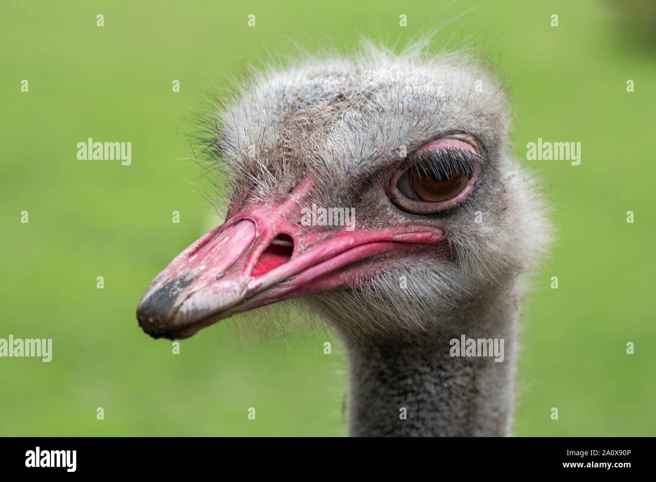 Strauss afrika -Fotos und -Bildmaterial in hoher Auflösung – Alamy