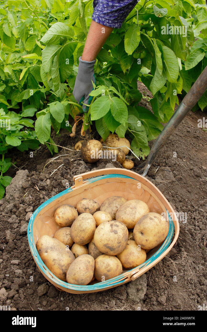Wunderschne Kartoffeln Zweimal Ernten Fotos