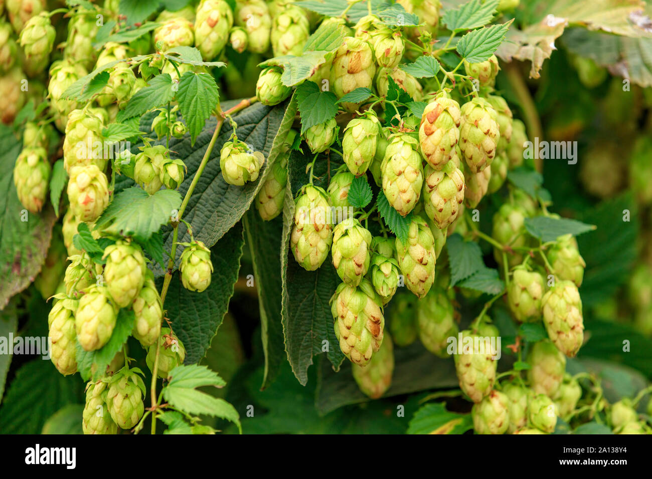 Zapfen ernten -Fotos und -Bildmaterial in hoher Auflösung – Alamy