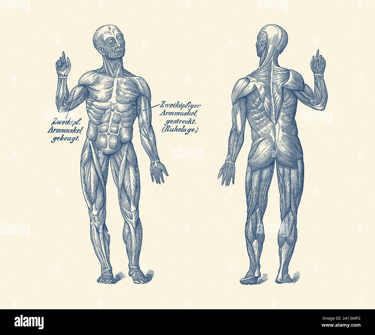 Vintage Anatomie drucken mit einem Dual View der menschlichen ...