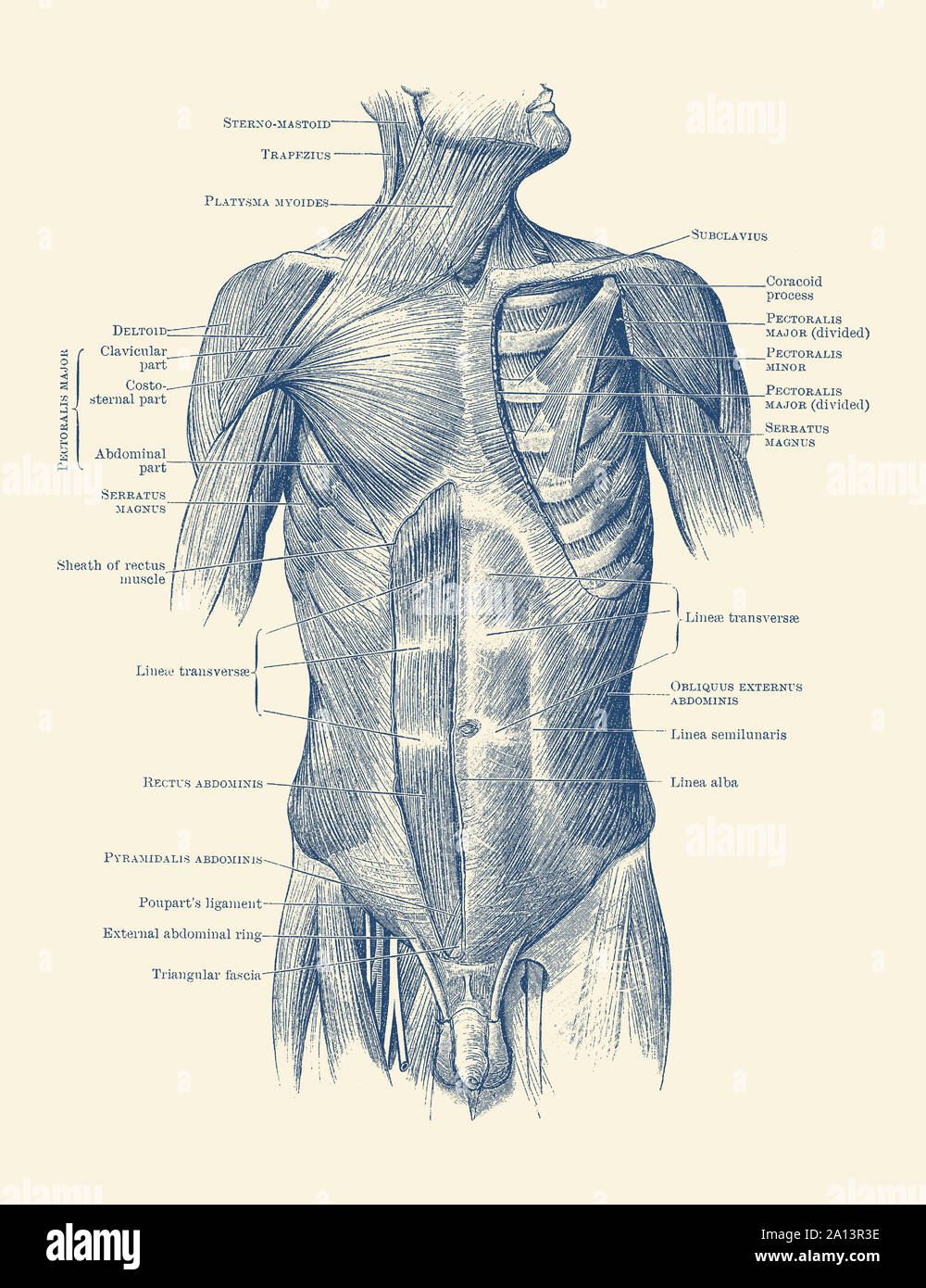 Diagramm mit der Darstellung der Hals, Thorax, Abdomen und Becken ...