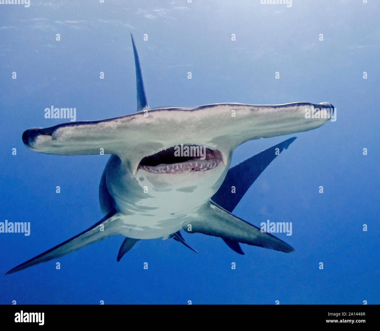 Große Hammerhai mit offenem Mund, Tiger Beach, Bahamas Stockfotografie ...