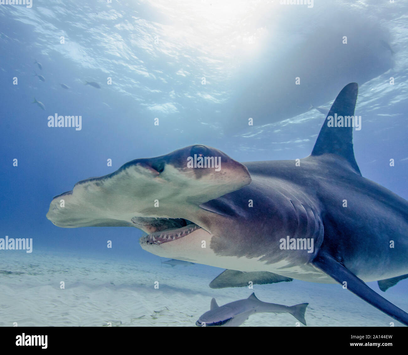 Toller hammerhai hai tigerstrand -Fotos und -Bildmaterial in hoher ...