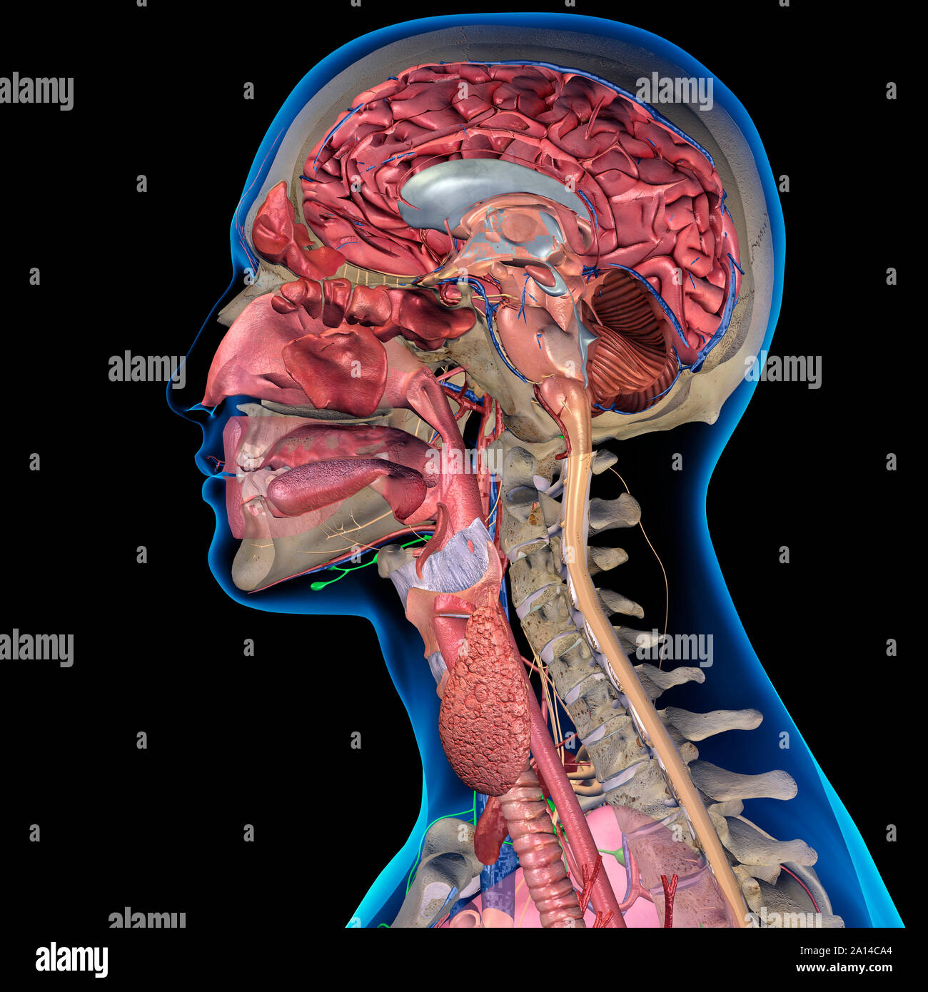 Querschnitt der Anatomie des Menschen Kopf auf schwarzem Hintergrund ...