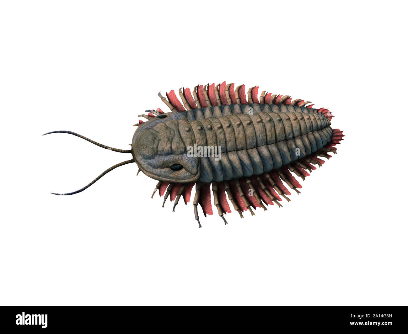 Trilobit triarthrus -Fotos und -Bildmaterial in hoher Auflösung – Alamy