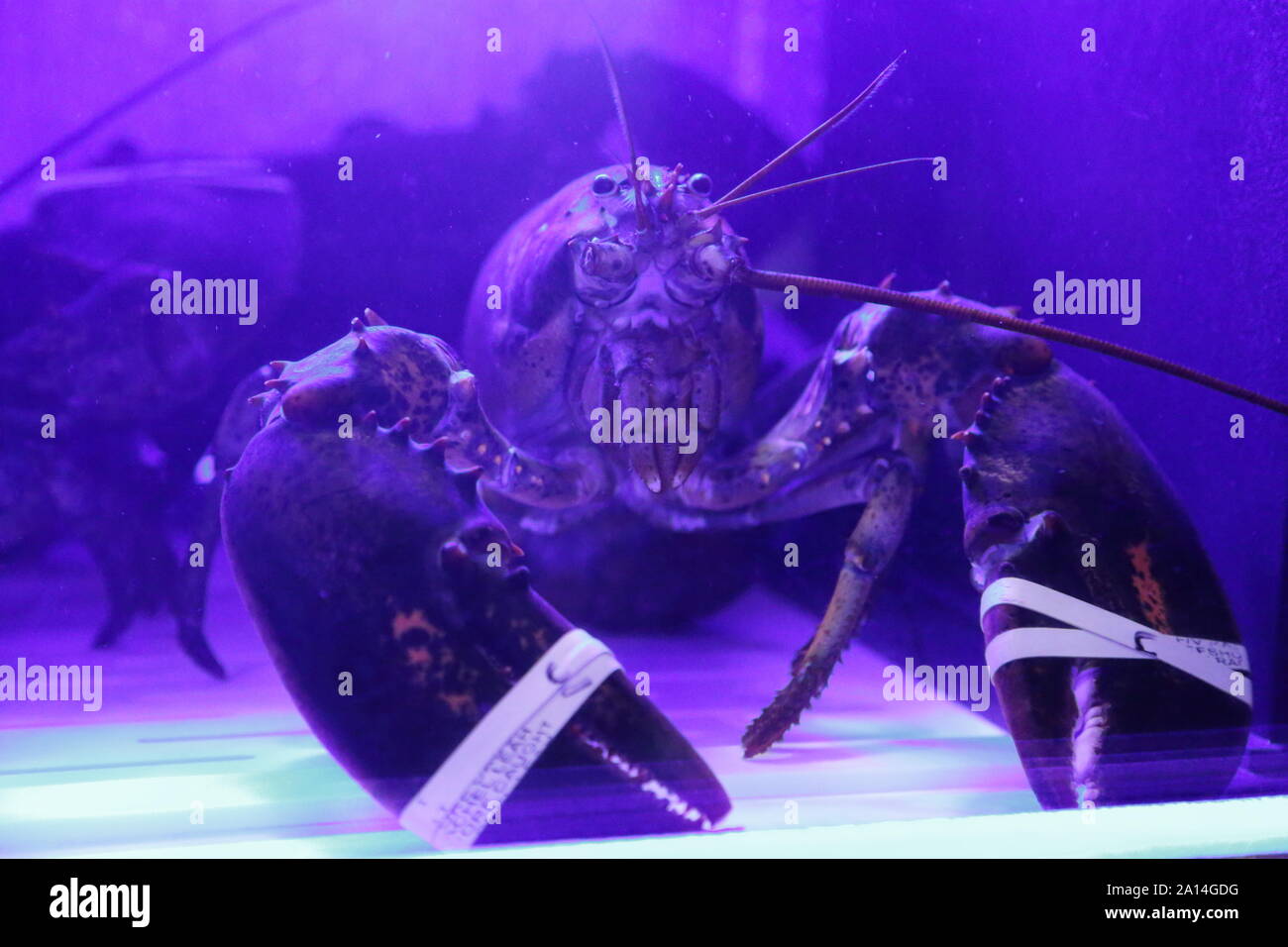 Lebende hummer im tank -Fotos und -Bildmaterial in hoher Auflösung – Alamy