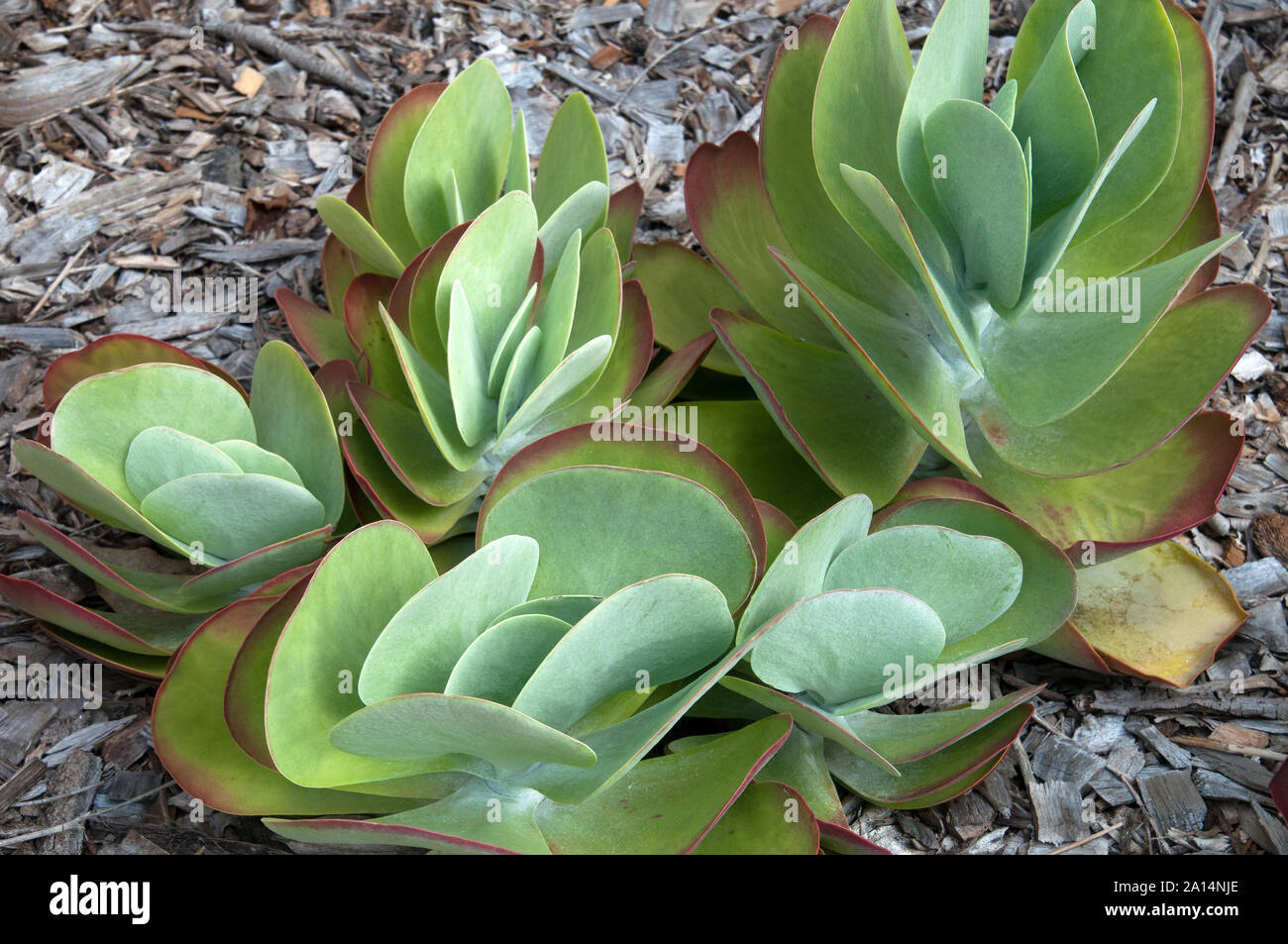 Kalanchoe paddel pflanze -Fotos und -Bildmaterial in hoher Auflösung ...