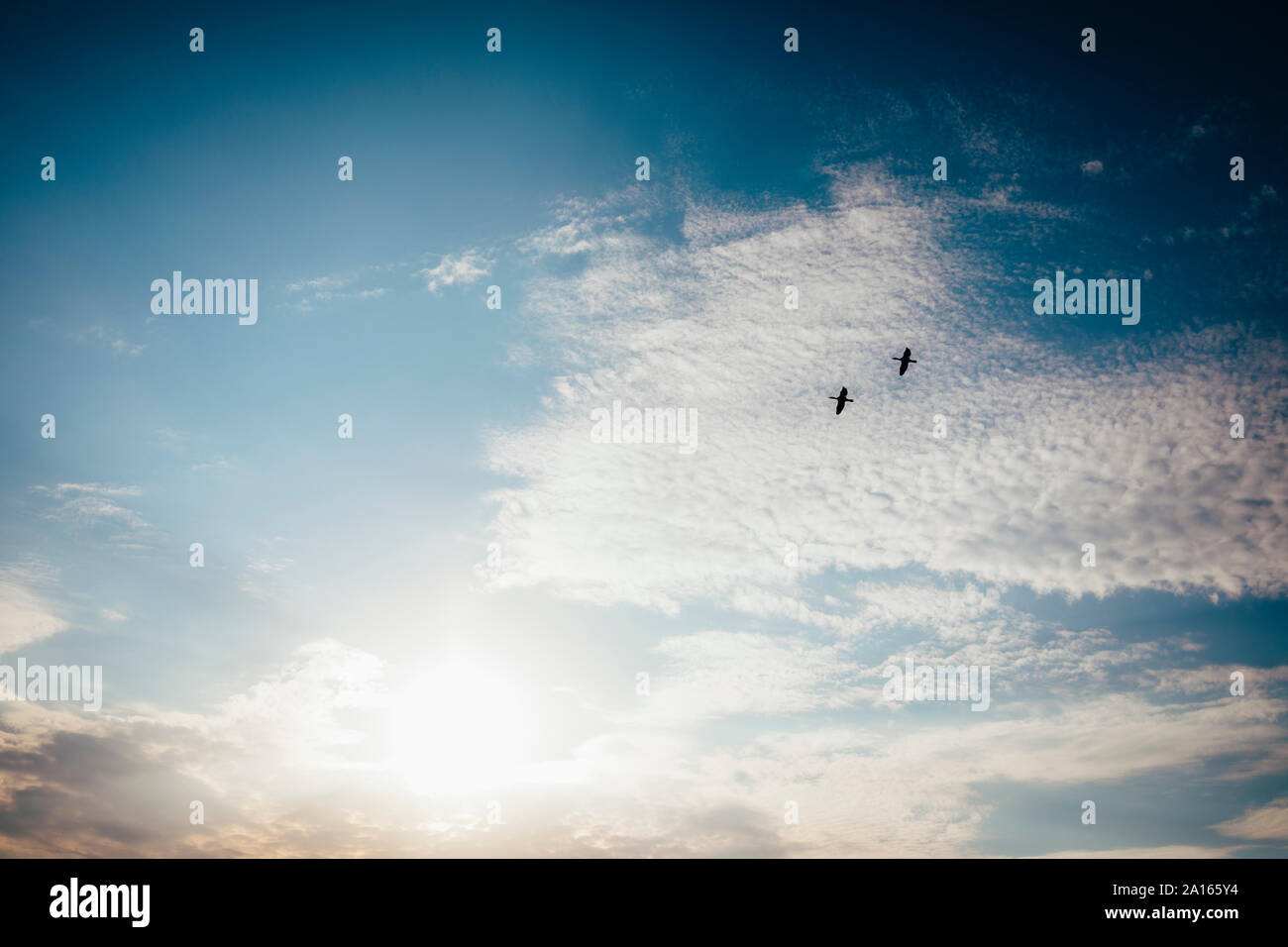 Zwei fliegende vögel -Fotos und -Bildmaterial in hoher Auflösung – Alamy