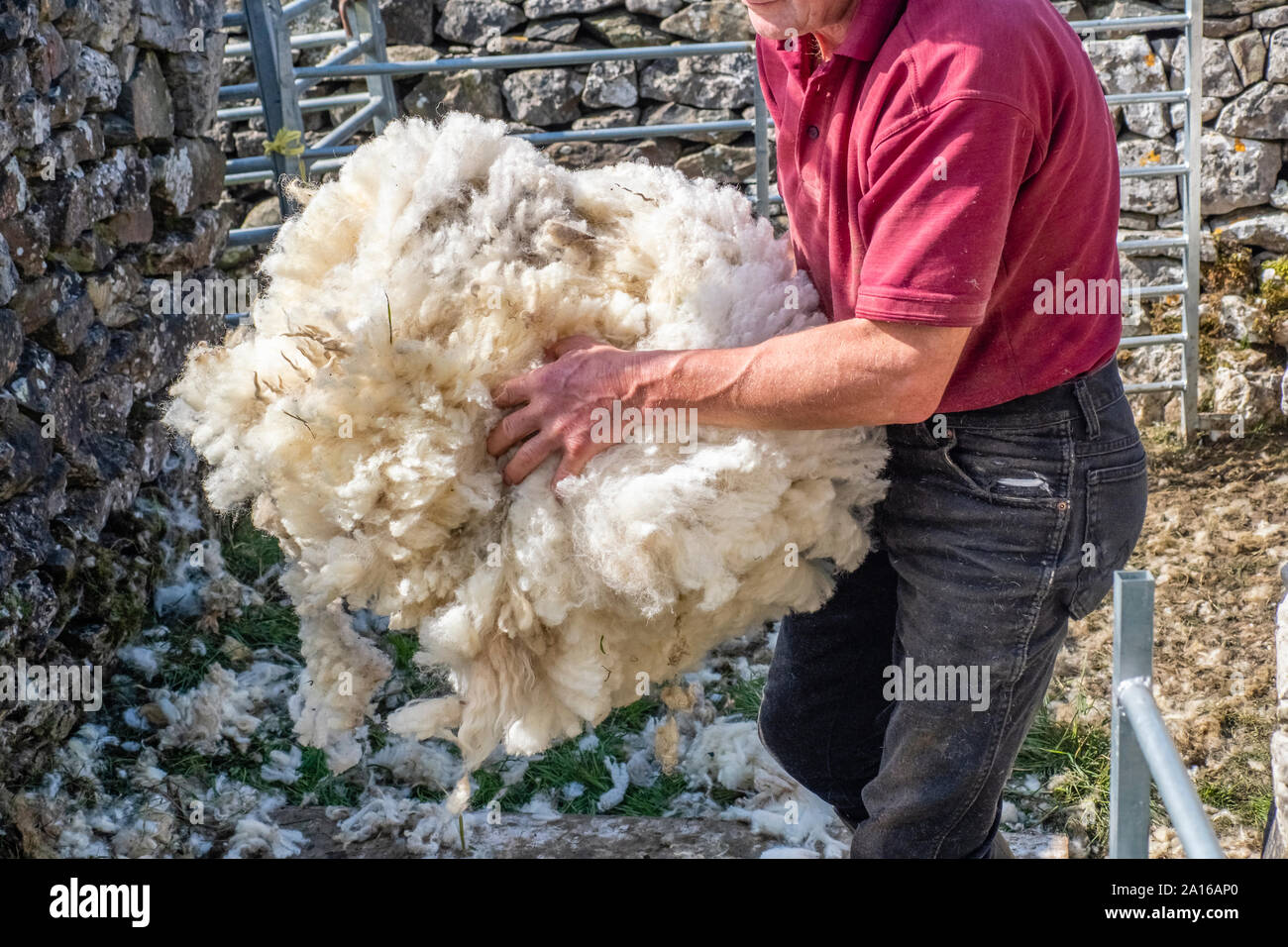 Sheep shearing -Fotos und -Bildmaterial in hoher Auflösung – Alamy