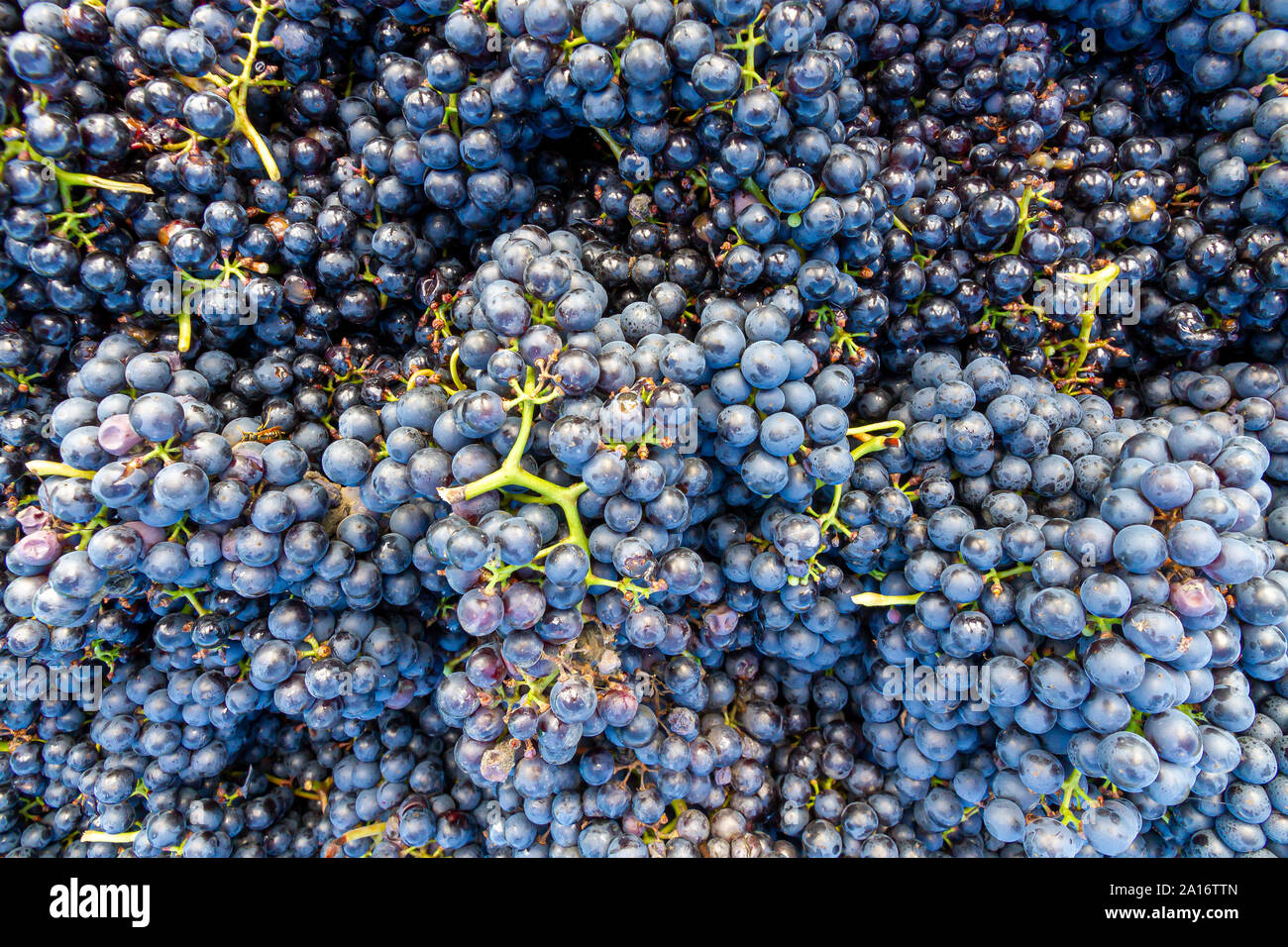 Vintage weinernte -Fotos und -Bildmaterial in hoher Auflösung – Alamy