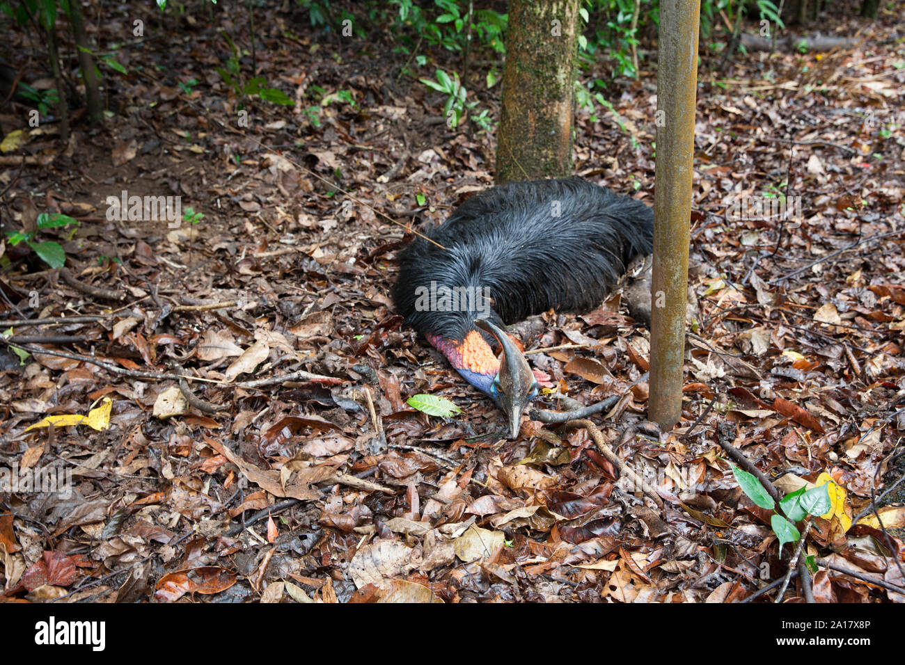Südliche kasuare -Fotos und -Bildmaterial in hoher Auflösung – Alamy