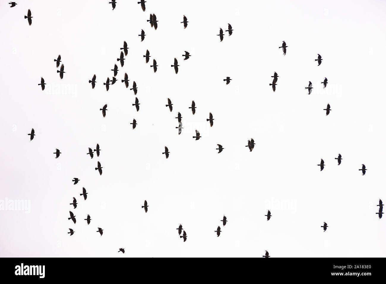 Vogel schwarm formation -Fotos und -Bildmaterial in hoher Auflösung – Alamy