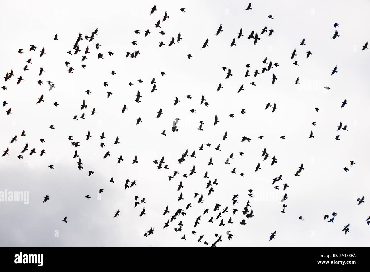 Vogel schwarm formation -Fotos und -Bildmaterial in hoher Auflösung – Alamy