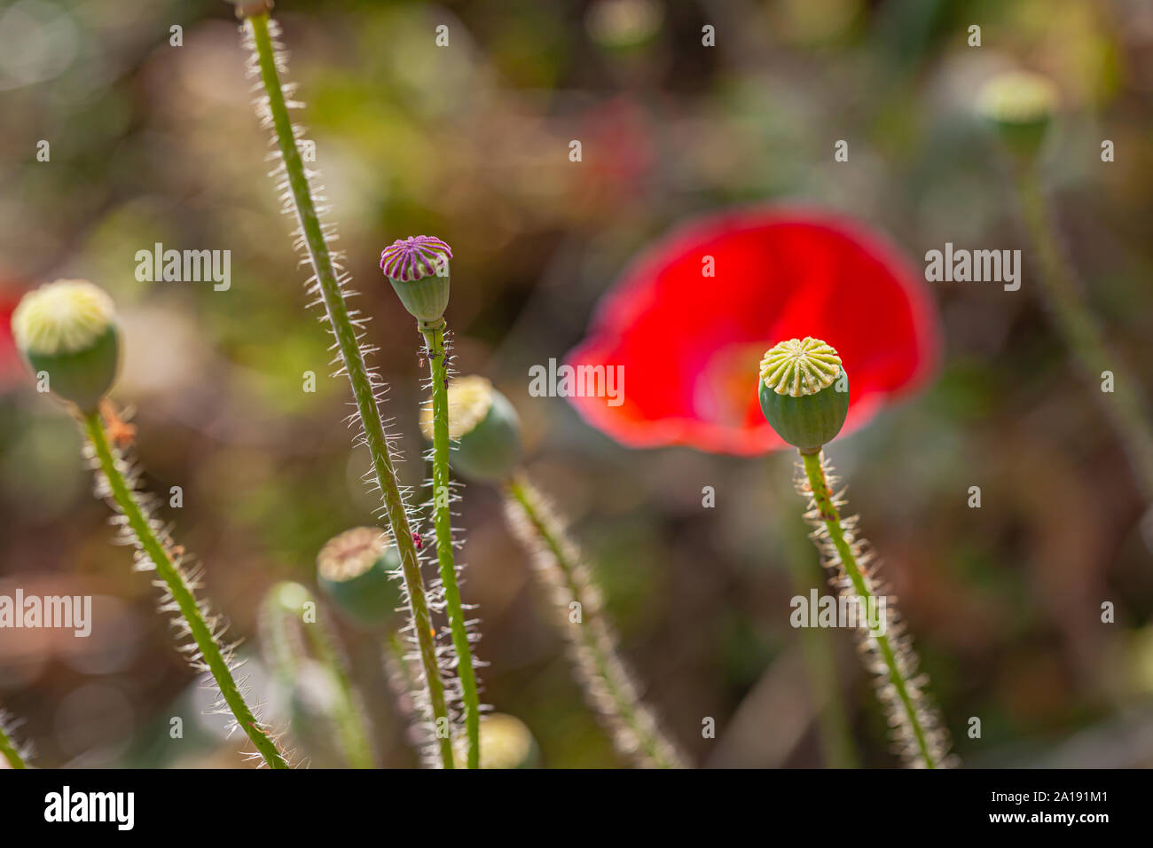 Opium poppy flower wurde für die Show in Hmong Tribal Dorf in einem Tal ...