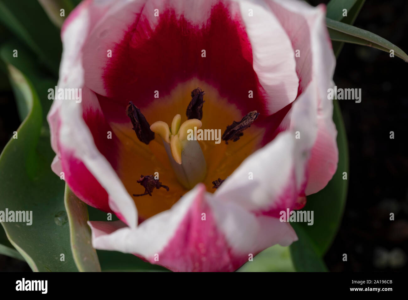 Broken tulip -Fotos und -Bildmaterial in hoher Auflösung – Alamy