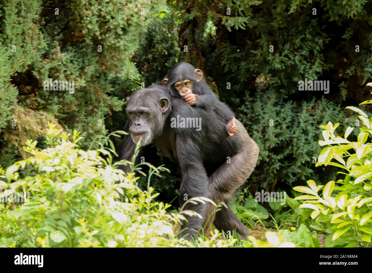 Baby chimpanzee -Fotos und -Bildmaterial in hoher Auflösung – Alamy