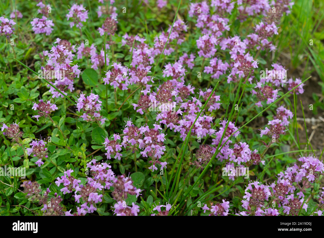 Wild thymian thymus serpyllum -Fotos und -Bildmaterial in hoher ...