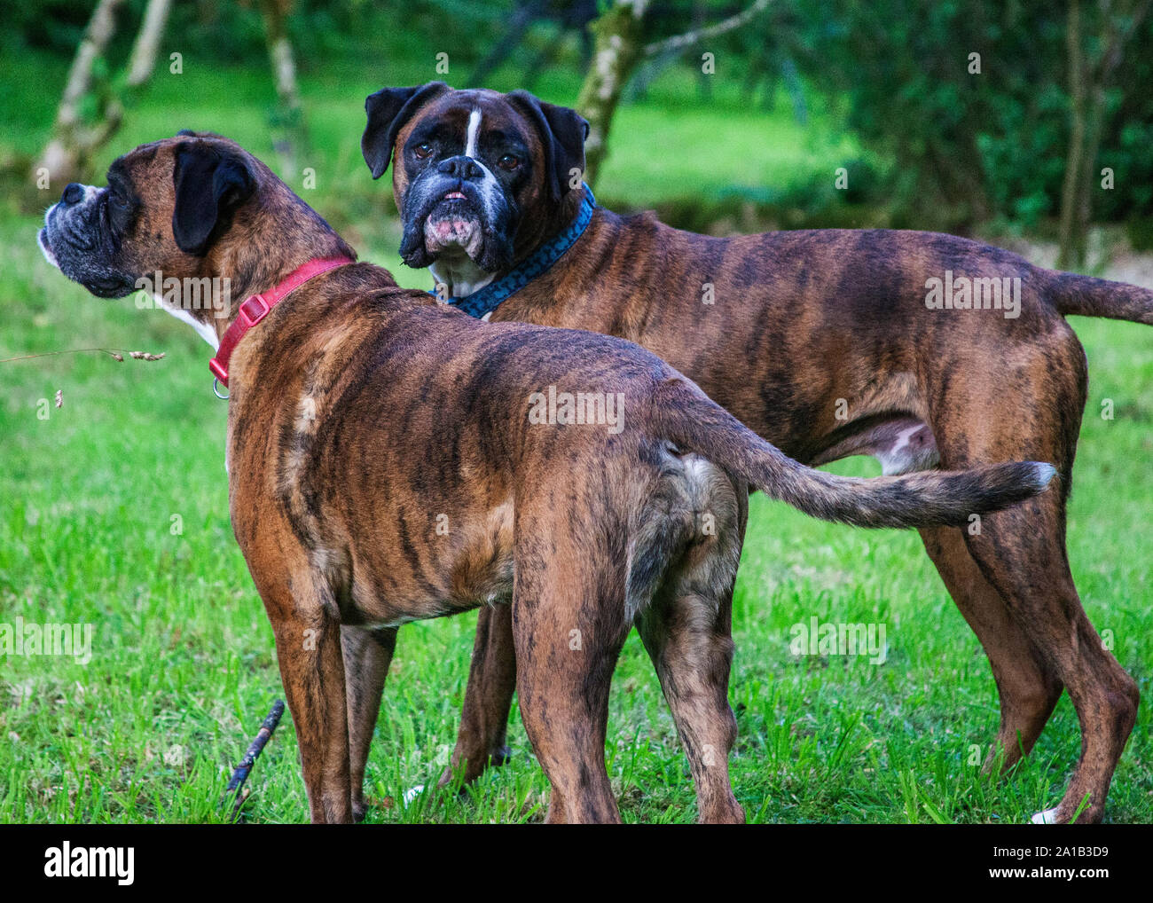 Gestromte boxer -Fotos und -Bildmaterial in hoher Auflösung – Alamy