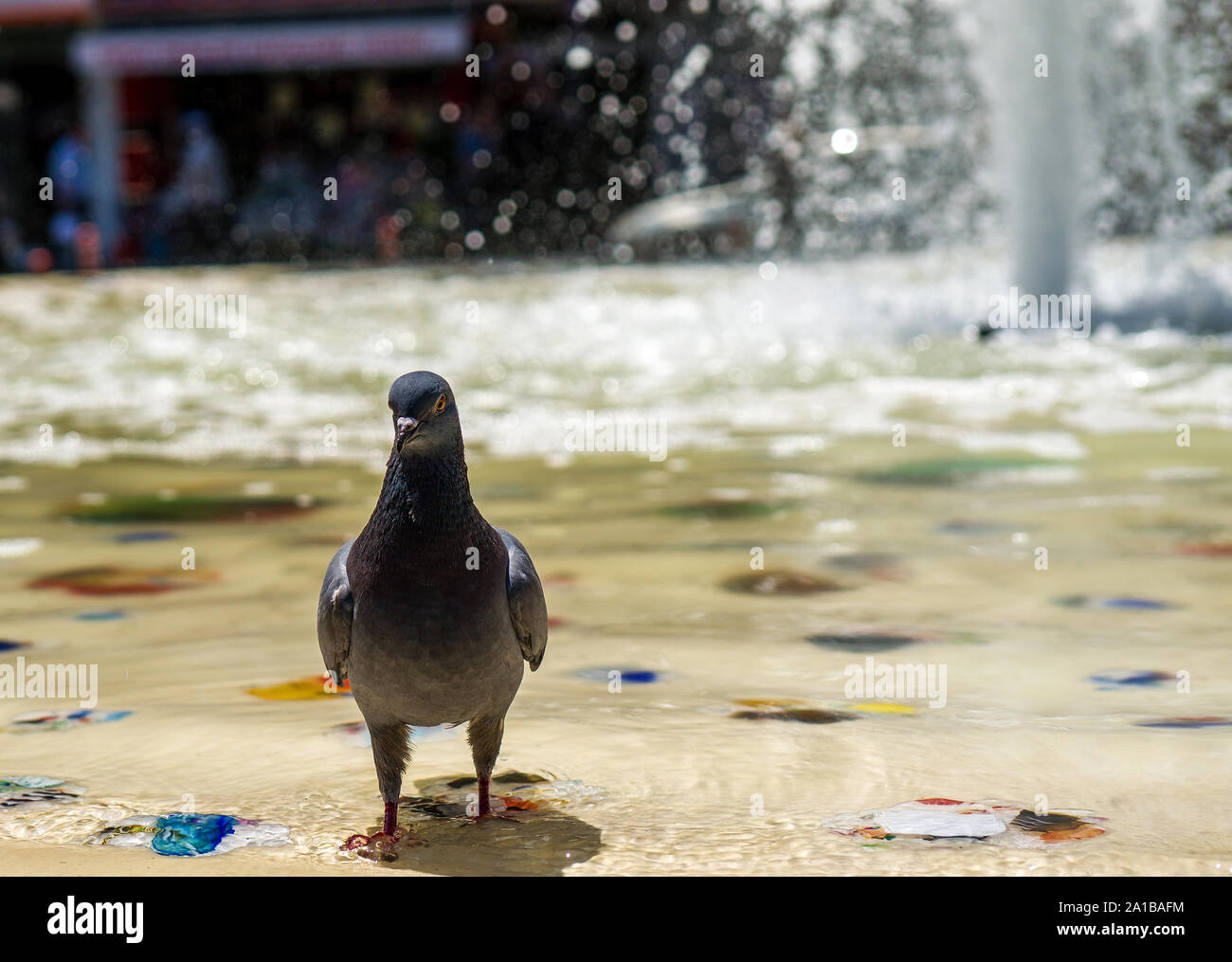 Taube in ornamentalen pool Nahaufnahmen. graue Taube taube Details ...