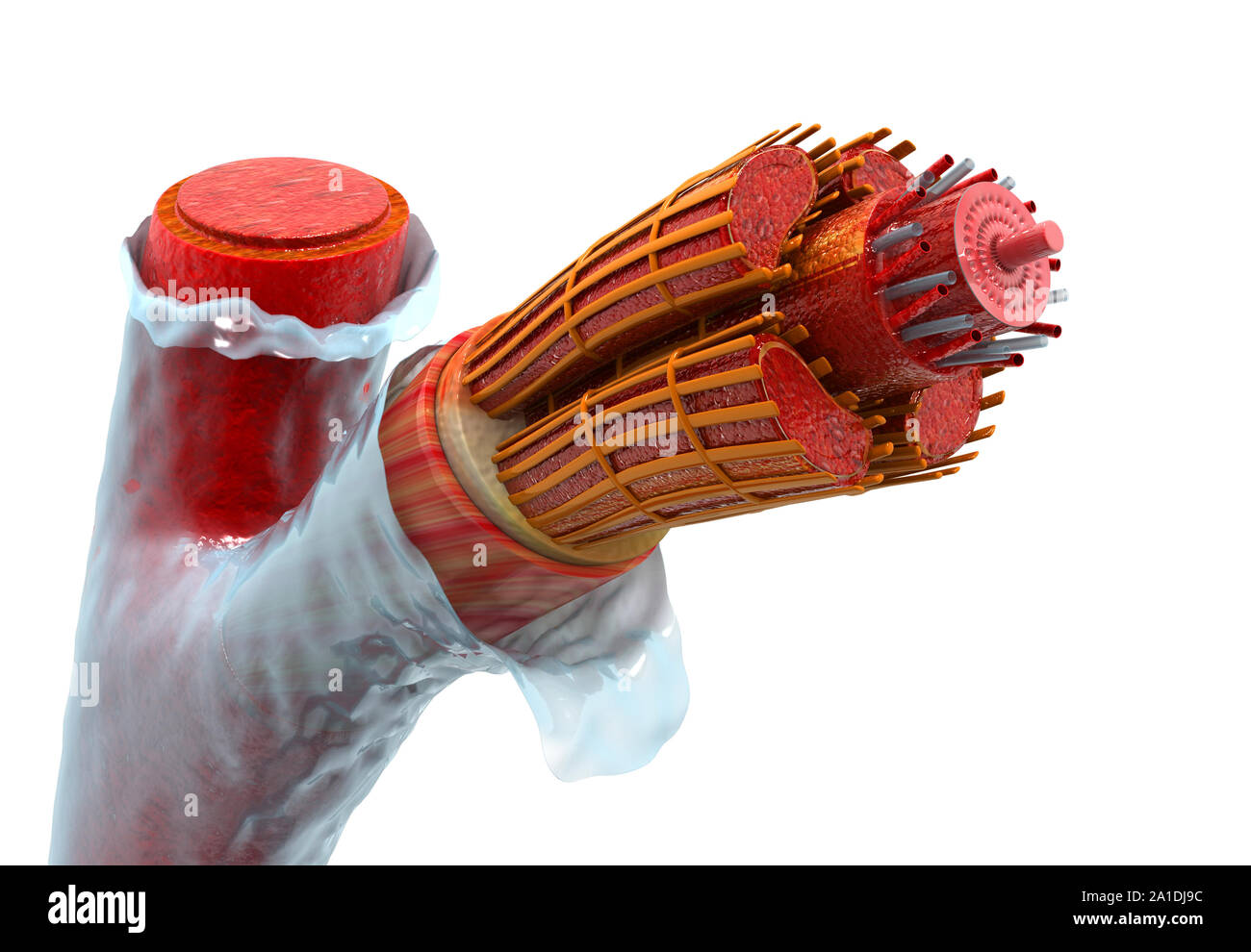 Menschliche Vene Anatomie. 3D-Rendering Stockfotografie - Alamy