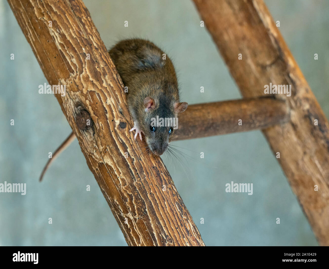 Bauernhof pest -Fotos und -Bildmaterial in hoher Auflösung – Alamy