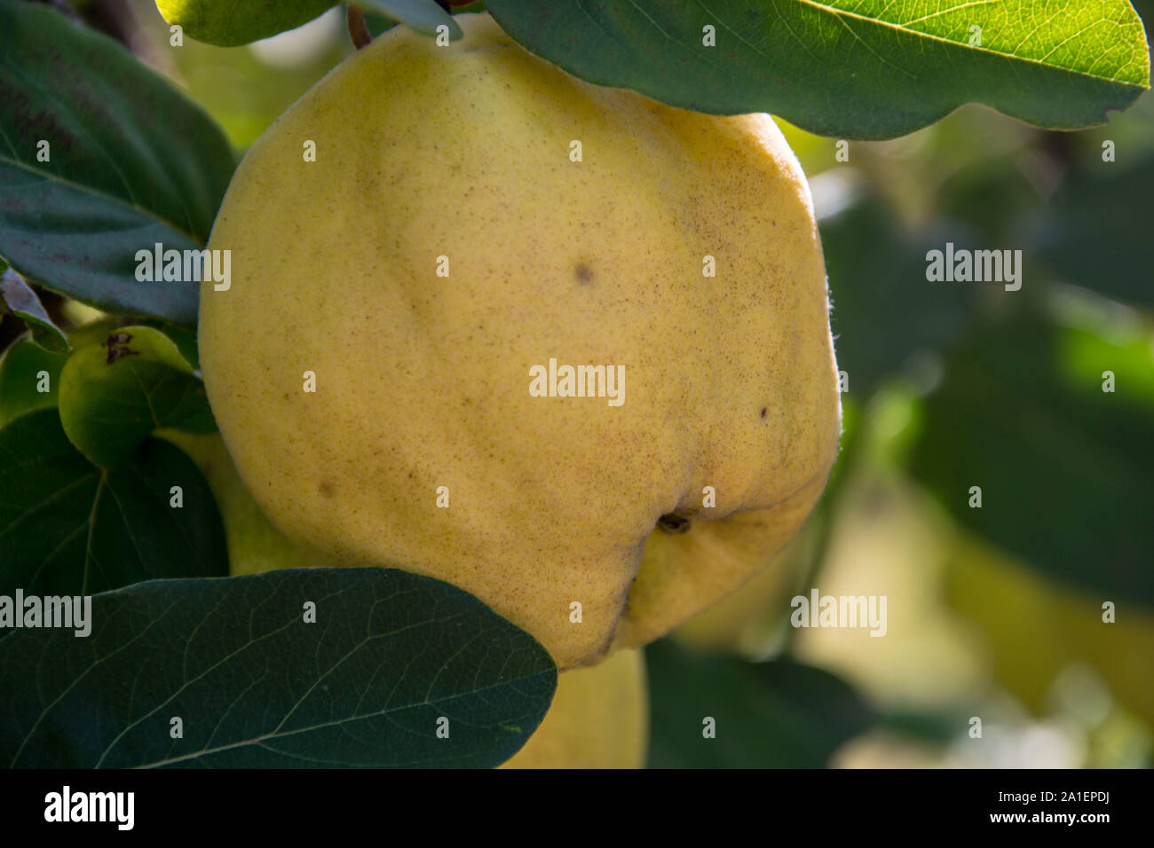 Reife gelbe quitte -Fotos und -Bildmaterial in hoher Auflösung – Alamy