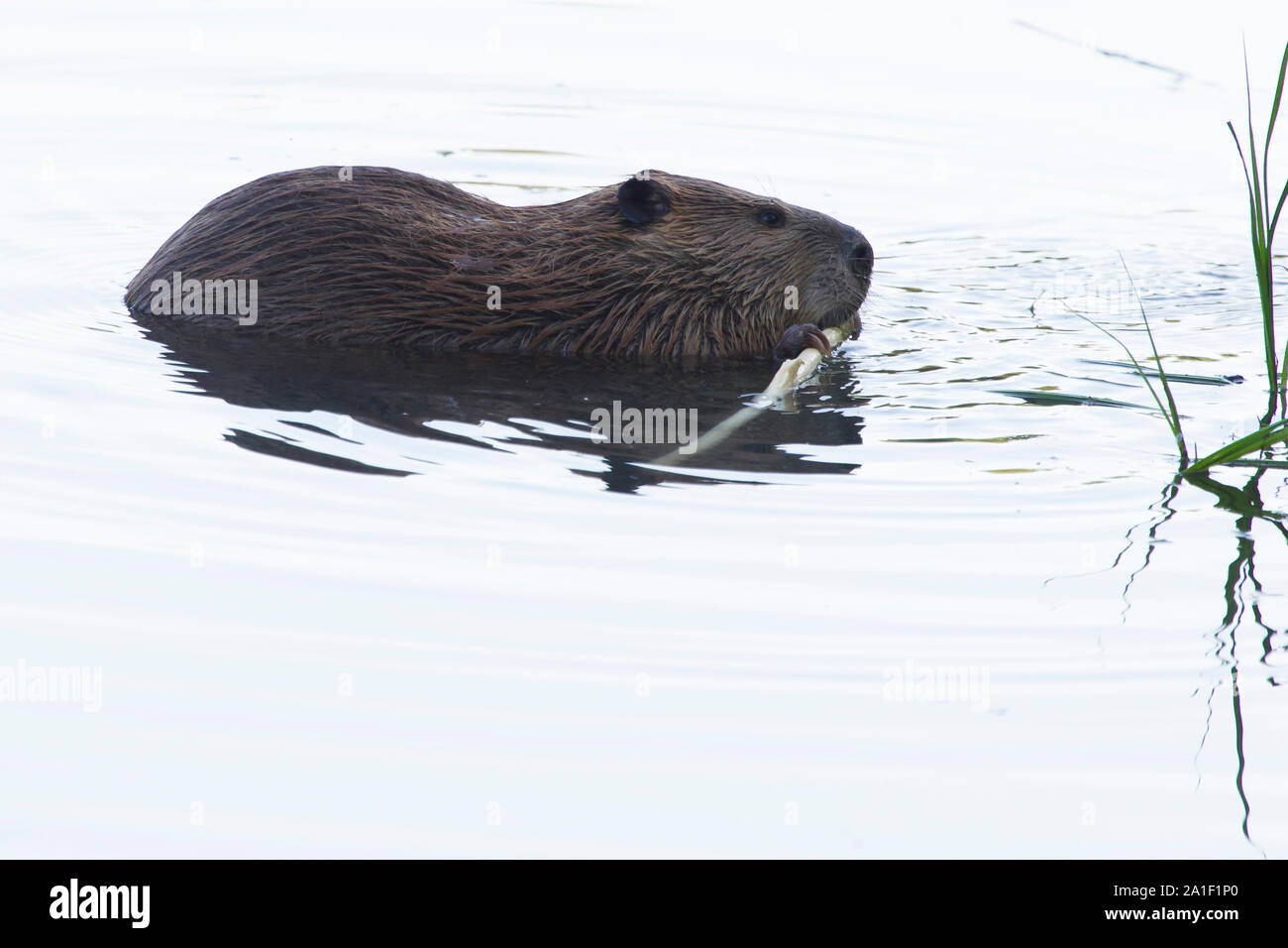 Cartoon biber -Fotos und -Bildmaterial in hoher Auflösung – Alamy