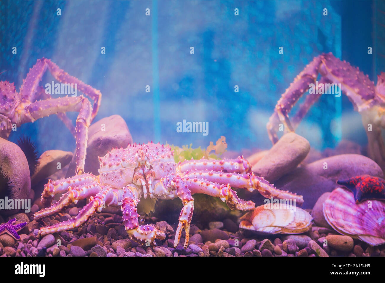 Rote krabben und fische schwimmen im meer -Fotos und -Bildmaterial in ...