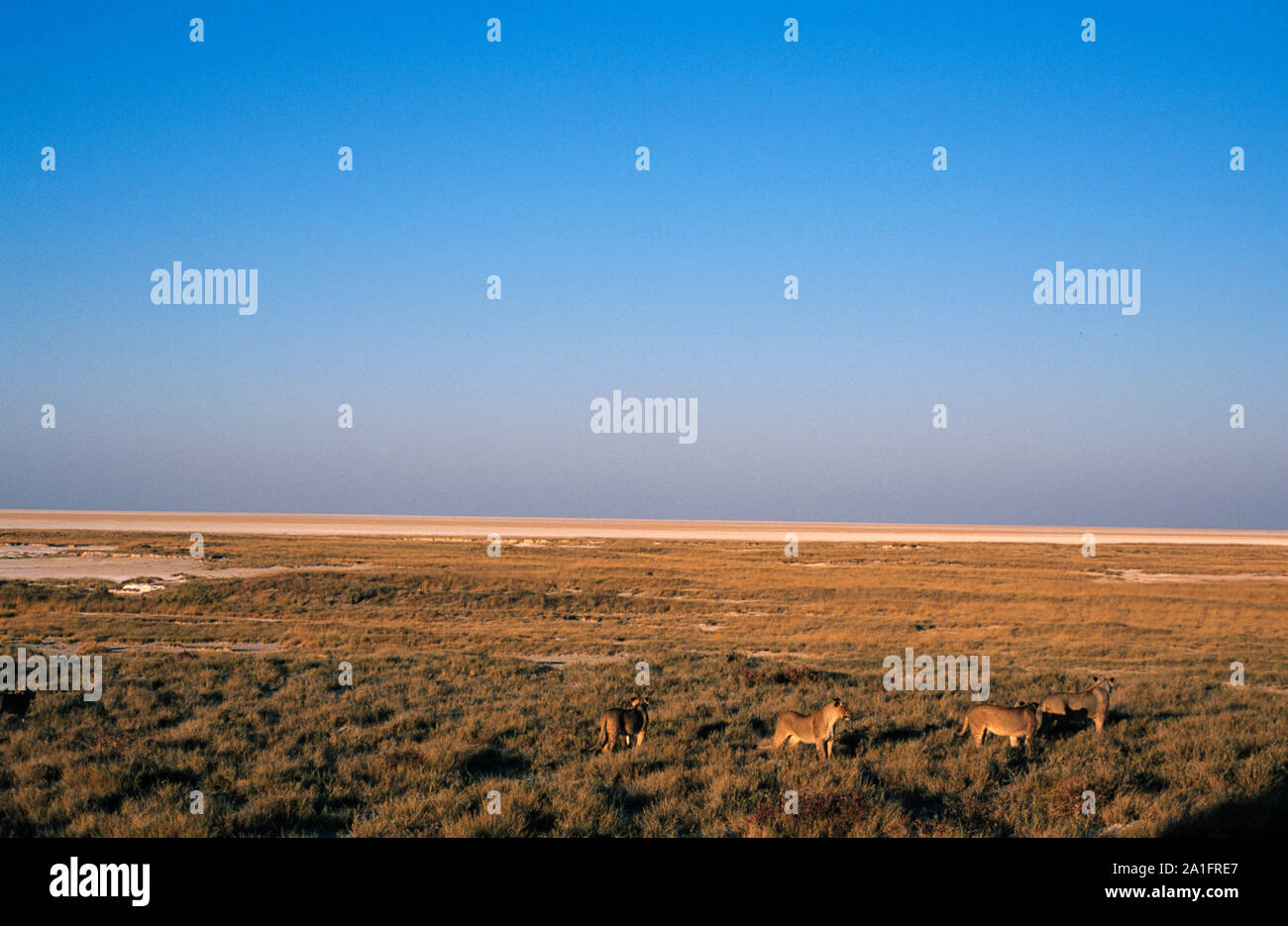 Katze mit einem runden kopf -Fotos und -Bildmaterial in hoher Auflösung ...