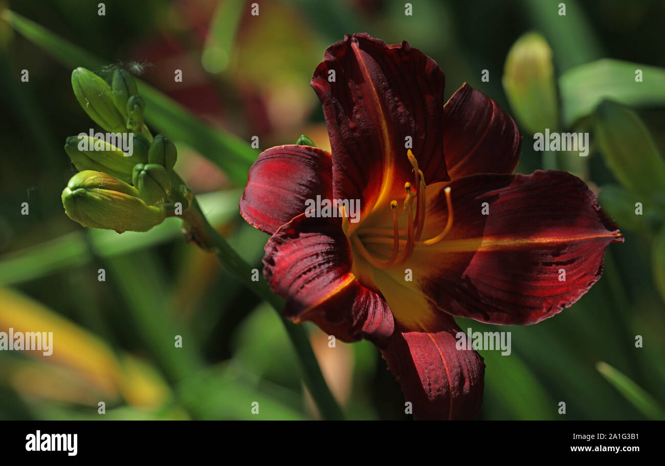 Edle blume -Fotos und -Bildmaterial in hoher Auflösung – Alamy