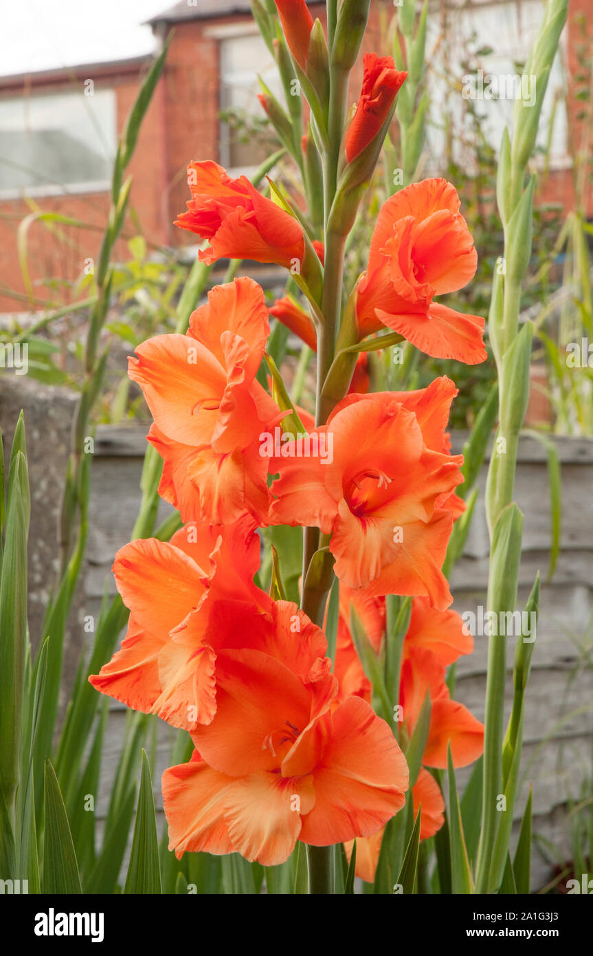 Große orange blumen -Fotos und -Bildmaterial in hoher Auflösung – Alamy