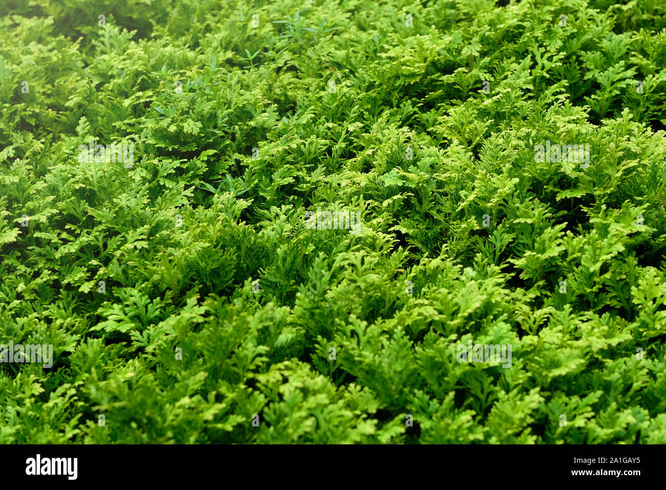 Bodendecker farn Stockfotos und -bilder Kaufen - Alamy