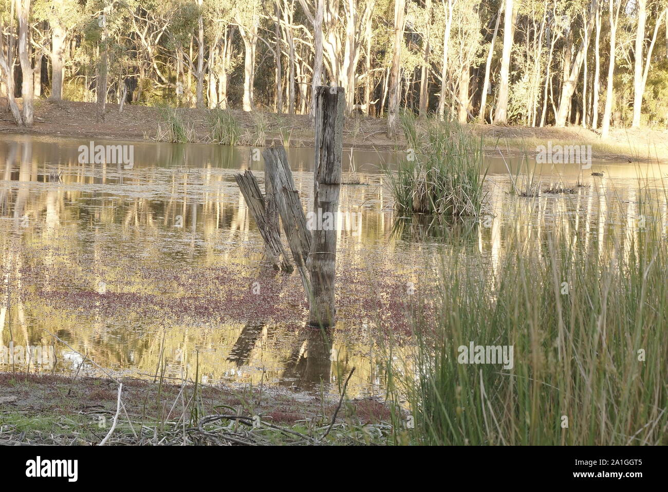 Timber Dam Stockfotos und -bilder Kaufen - Alamy