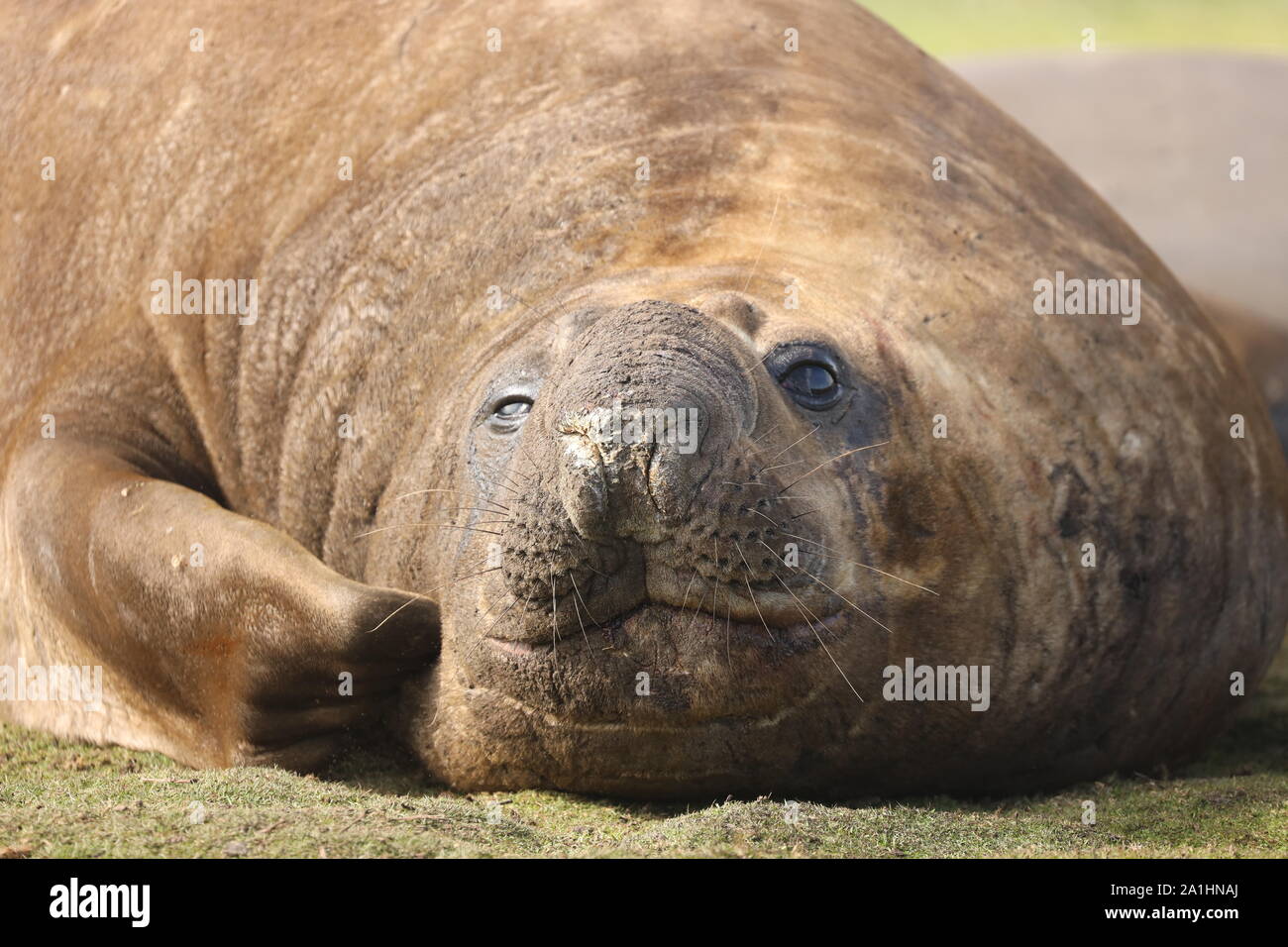 See elefanten strand meister -Fotos und -Bildmaterial in hoher ...