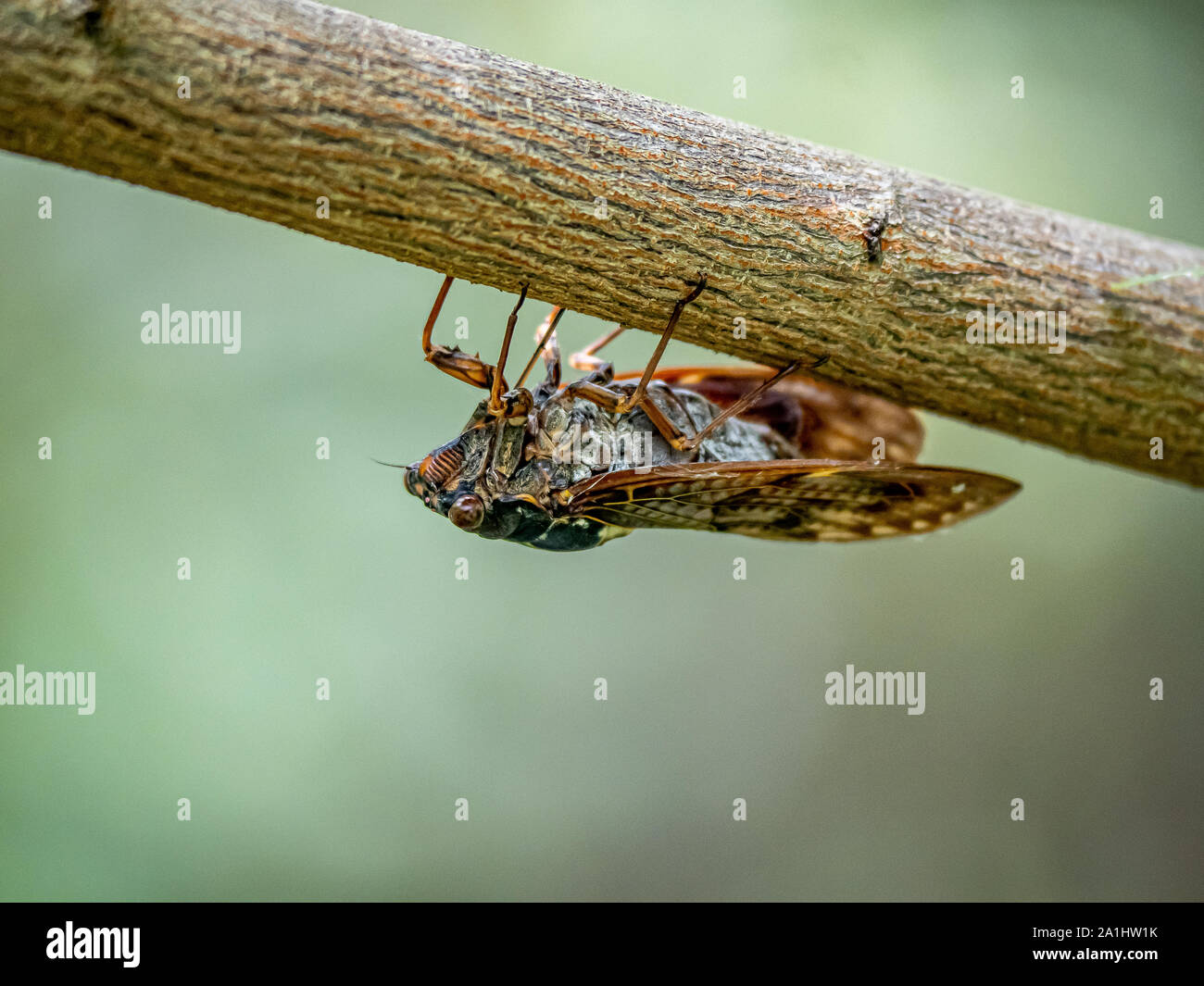 Asiatische zikade -Fotos und -Bildmaterial in hoher Auflösung – Alamy