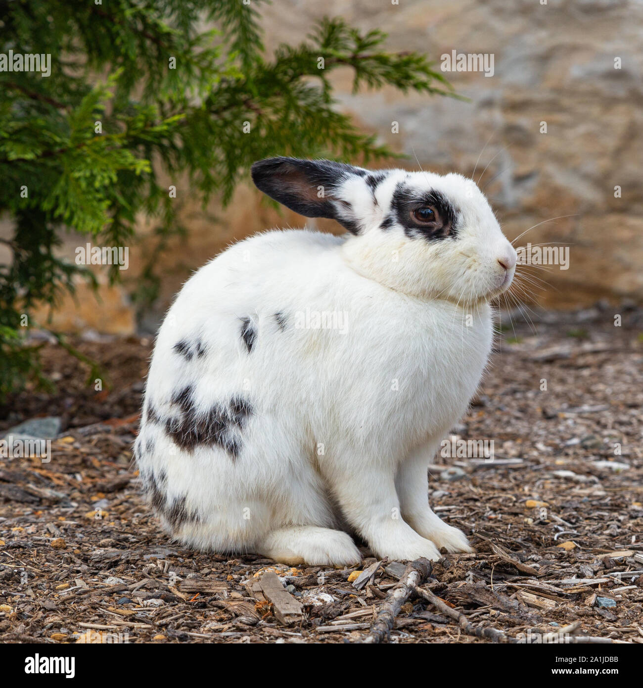 Schwarz weiß kaninchen -Fotos und -Bildmaterial in hoher Auflösung – Alamy