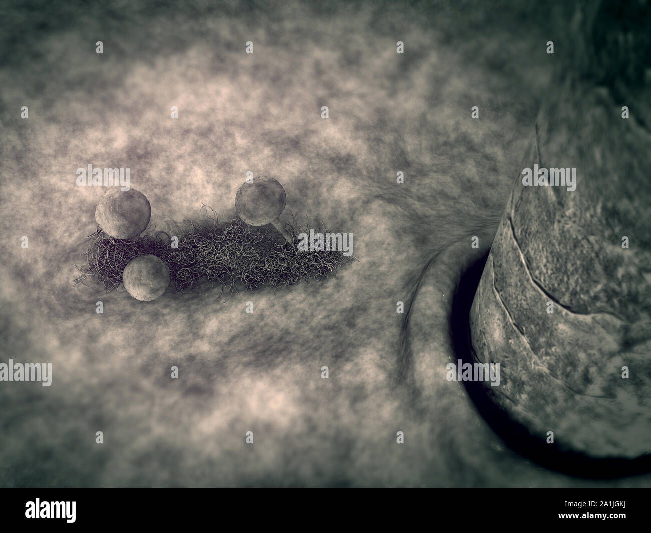 Human skin hair follicle microscope -Fotos und -Bildmaterial in hoher ...