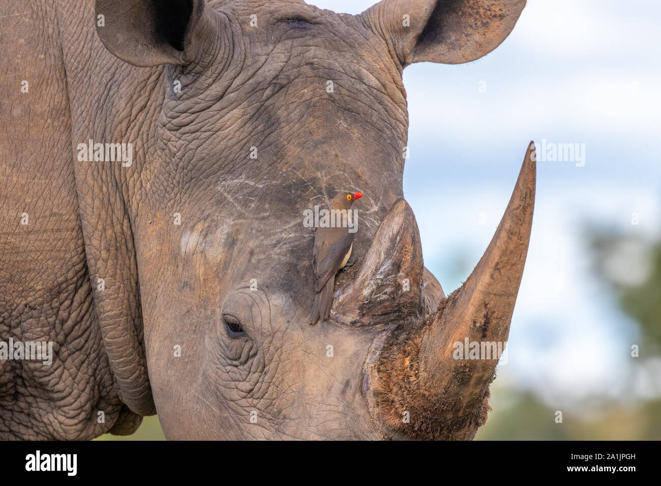 Buxophagus erythrorhyncus -Fotos und -Bildmaterial in hoher Auflösung ...