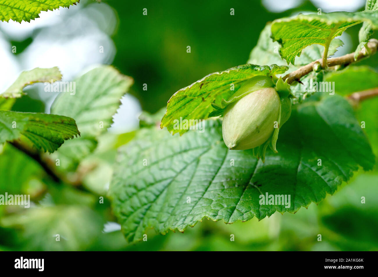 Britische nussart -Fotos und -Bildmaterial in hoher Auflösung – Alamy